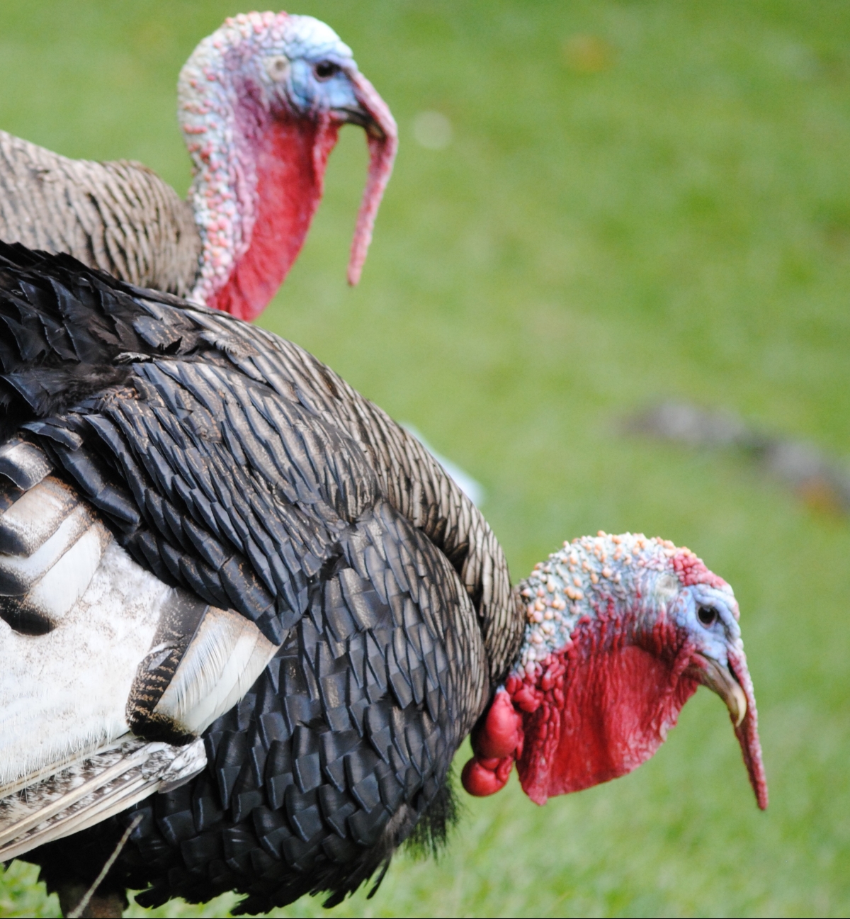 27-2, Pui curcă creștere, varsta 5-8 săptămâni – Agricola